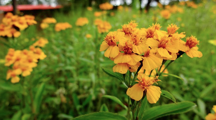 CIB colabora con la comunidad de Yautepec para recuperar la flor de ...